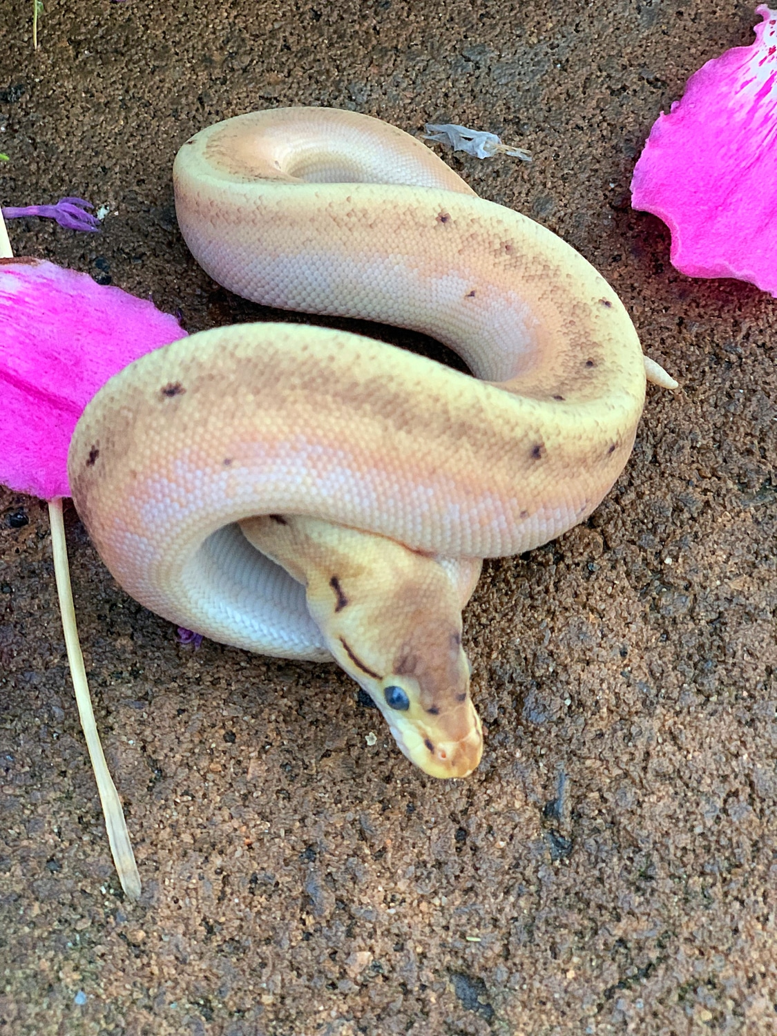Orange Dream Yellowbelly Fire Pinstripe Spider Ball Python by ...