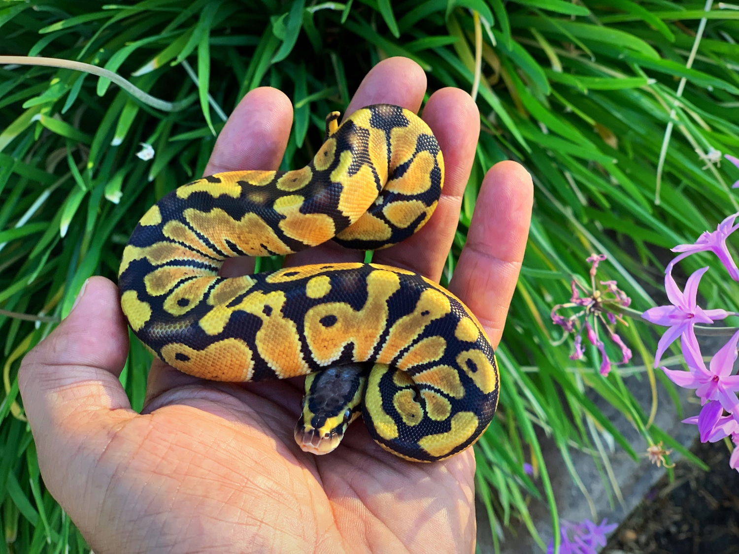 Pastel Het Clown Pos Blade Ball Python by 808BallPythons - MorphMarket