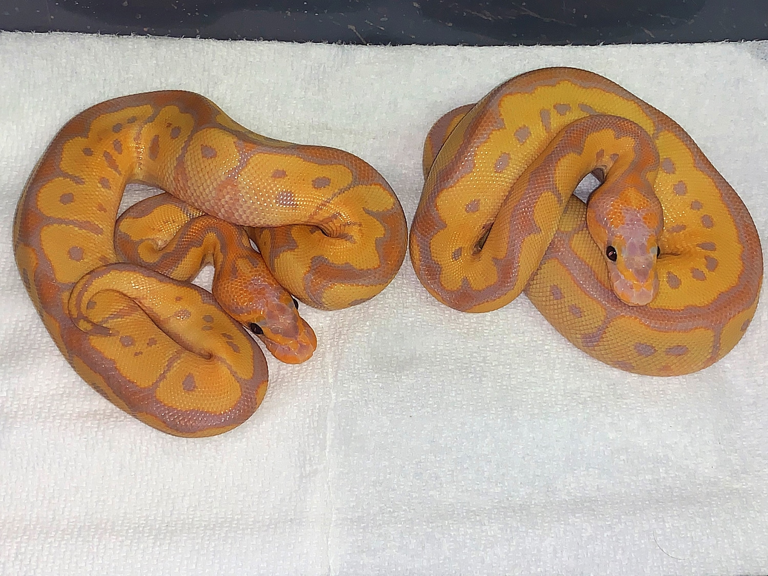 Coral Glow Banana Poss Blade Clown Ball Python by 808BallPythons ...