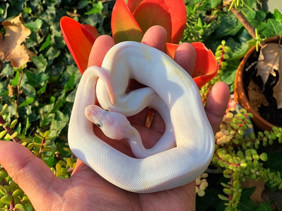 Wholesale Lot Het Clown Yellow Belly Orange Dream Fire Vanilla Pinstripe Banana Pastel Disco ...