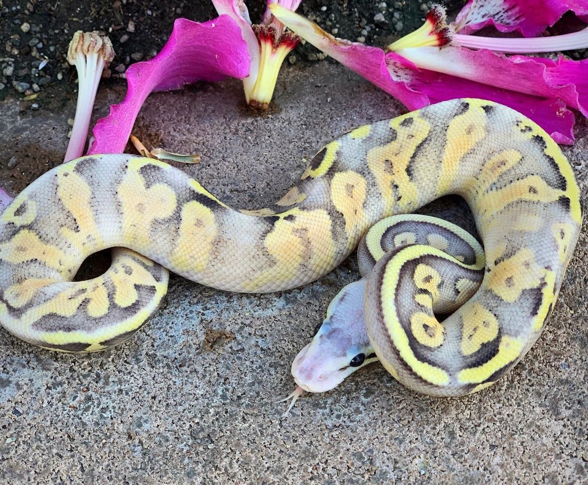 Super Pastel Fire Gravel Poss Het Clown Ball Python by 808BallPythons ...