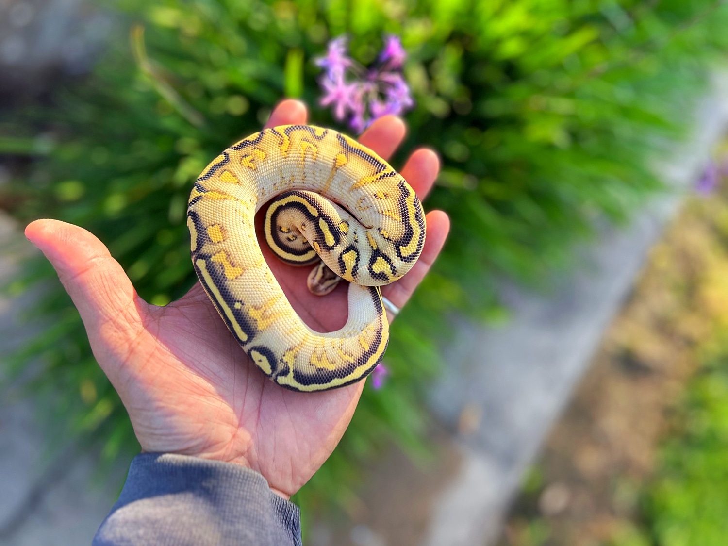 Accepting Offers Pastel Super Gravel Poss Het Clown Ball Python by ...