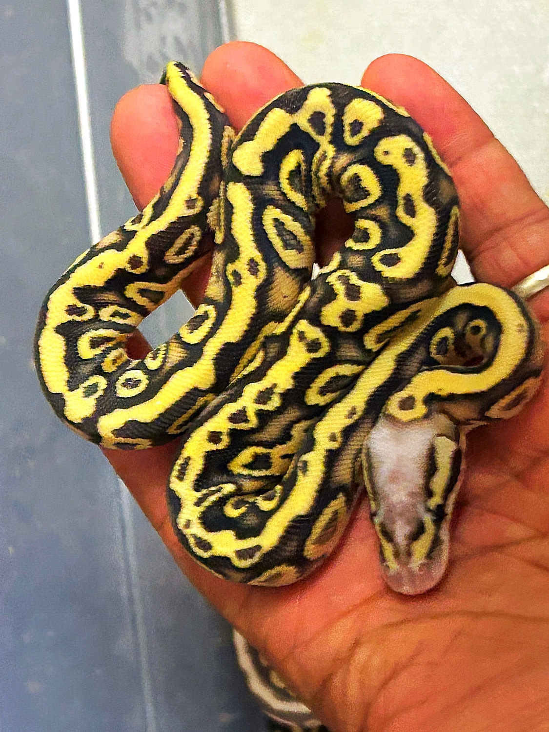 Cypress Pastel Poss Fire Poss Vanilla Poss Het Clown Poss Het Pied Ball ...