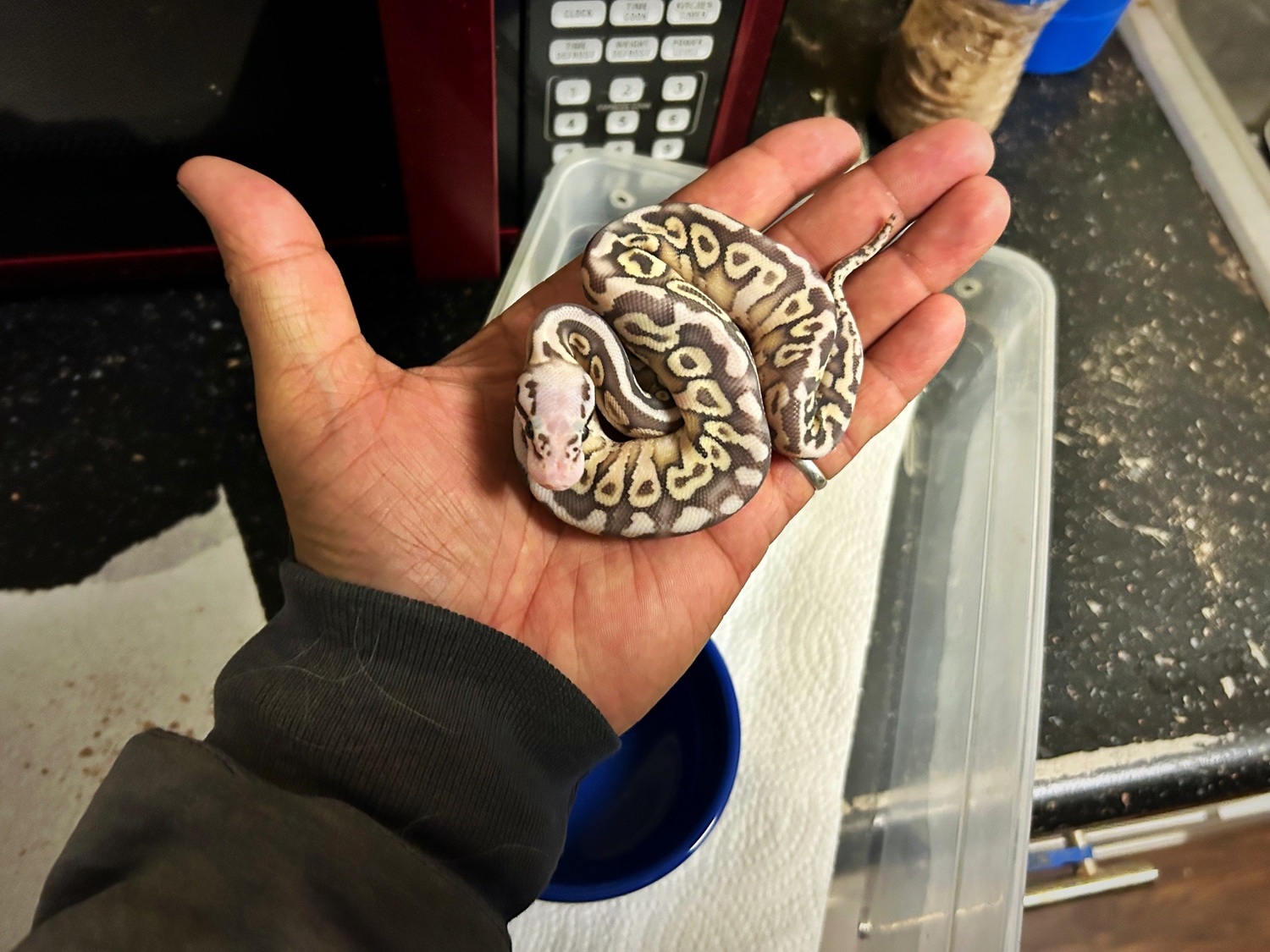 Super Pastel Spotnose Poss Vanilla Poss Het Clown Poss Het Pied Poss ...