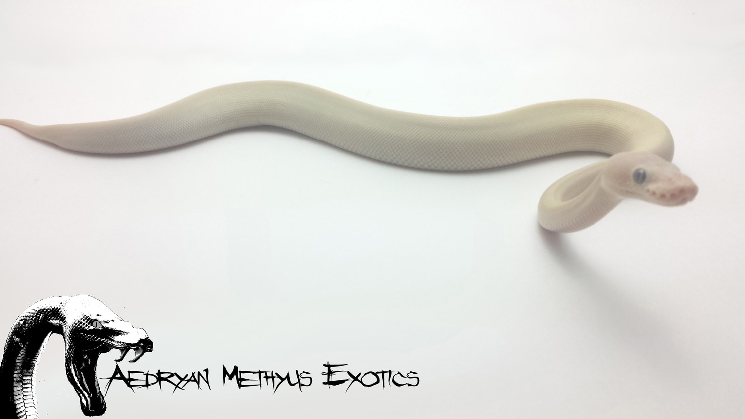 Blue Eyed Leucistic Ball Python by Aedryan Methyus Exotics - MorphMarket