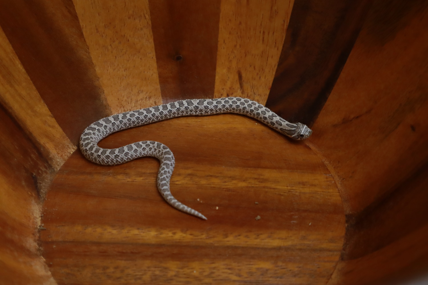 Axanthic Het Snow "Clove" Western Hognose by Sinless Snakes - MorphMarket