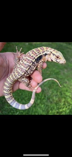 Albino Fire Panther Tegu Male Argentine Tegus by Sinless Snakes