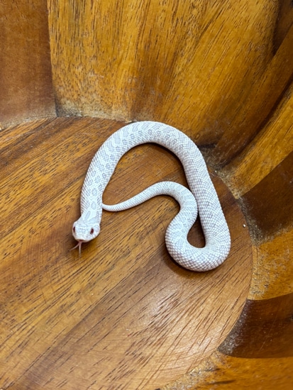 "Beast" (Snow) *FREE SHIPPING* Western Hognose by Sinless Snakes