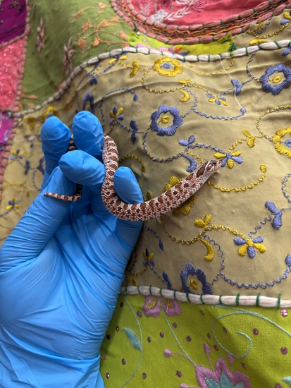 *PET ONLY * “Pippin” (Extreme Red Lineage) Western Hognose by Sinless ...