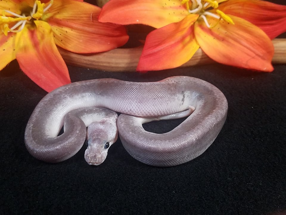 Pastel 8ball POS Spider POS Yellow Belly Ball Python by Sinner & Saint ...