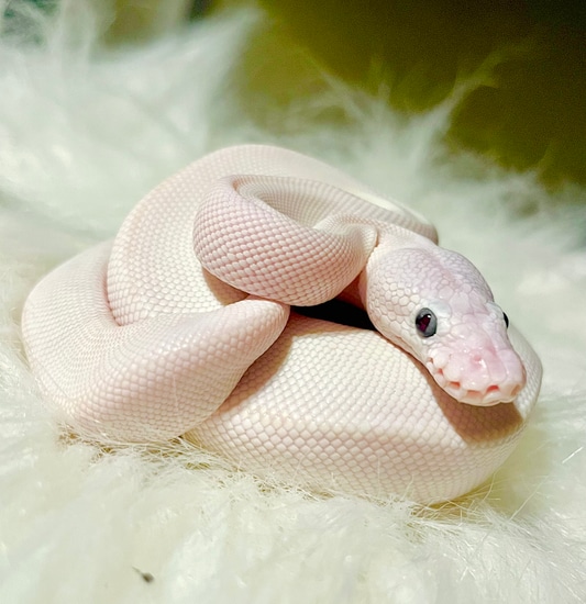 Blue-Eyed-Lucy Ball Python by Sinz_Snakez
