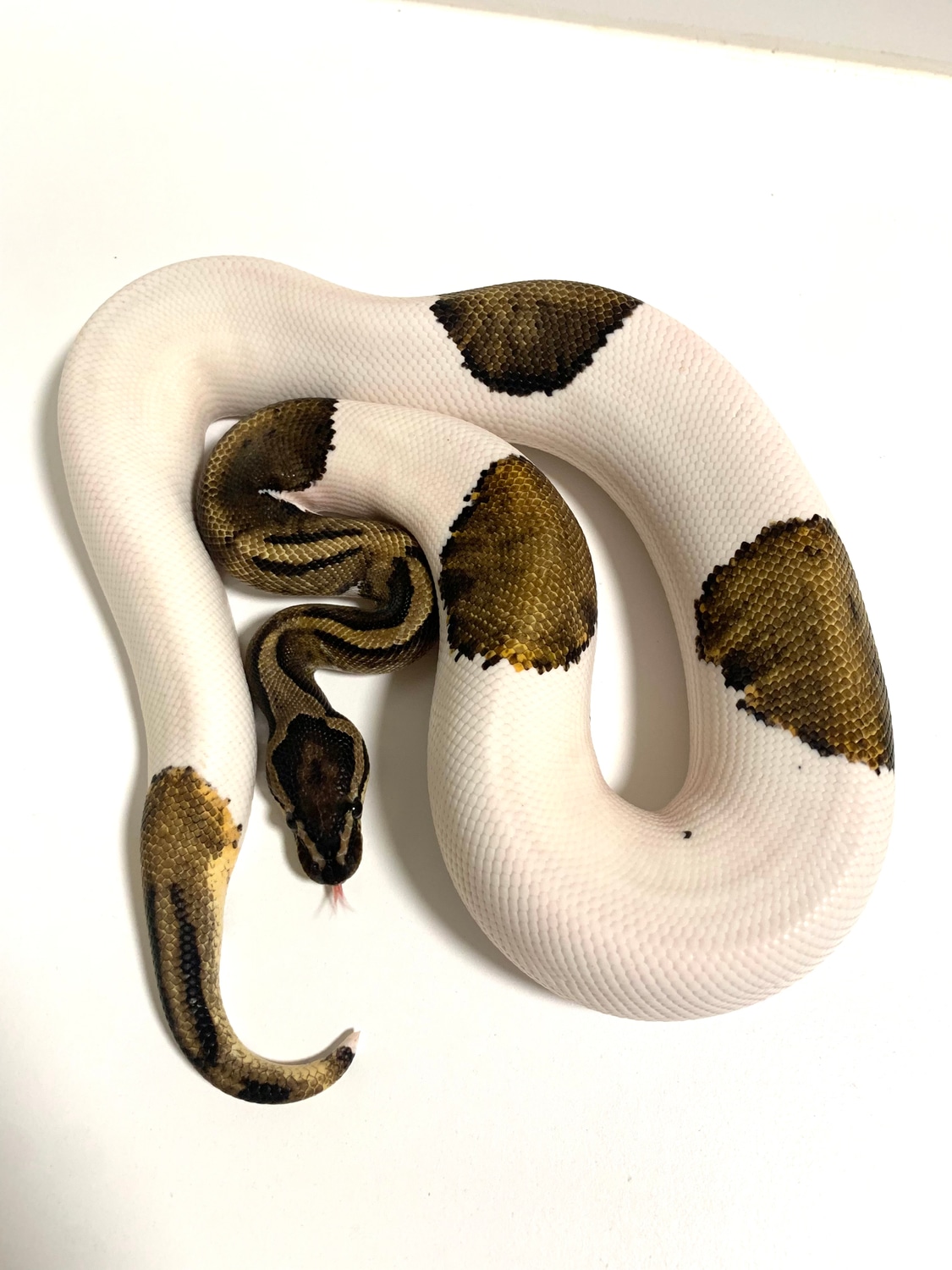 Pied Het VPI Axanthic Ball Python by South Island Reptiles - MorphMarket