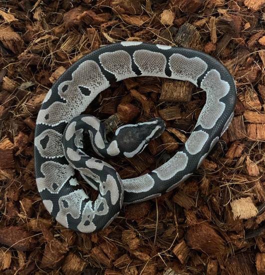 VPI Axanthic Het Pied Ball Python by South Island Reptiles