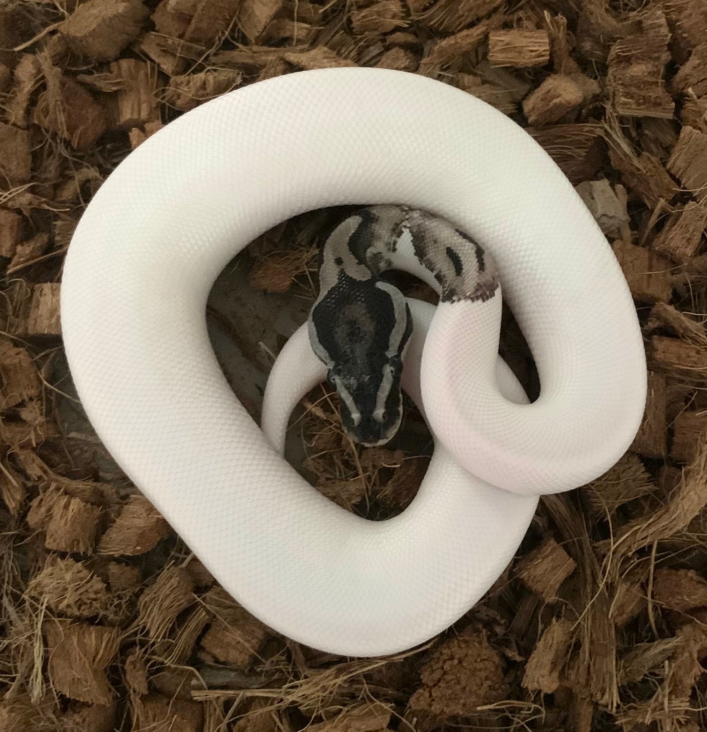 VPI Axanthic Pied Ball Python by South Island Reptiles - MorphMarket