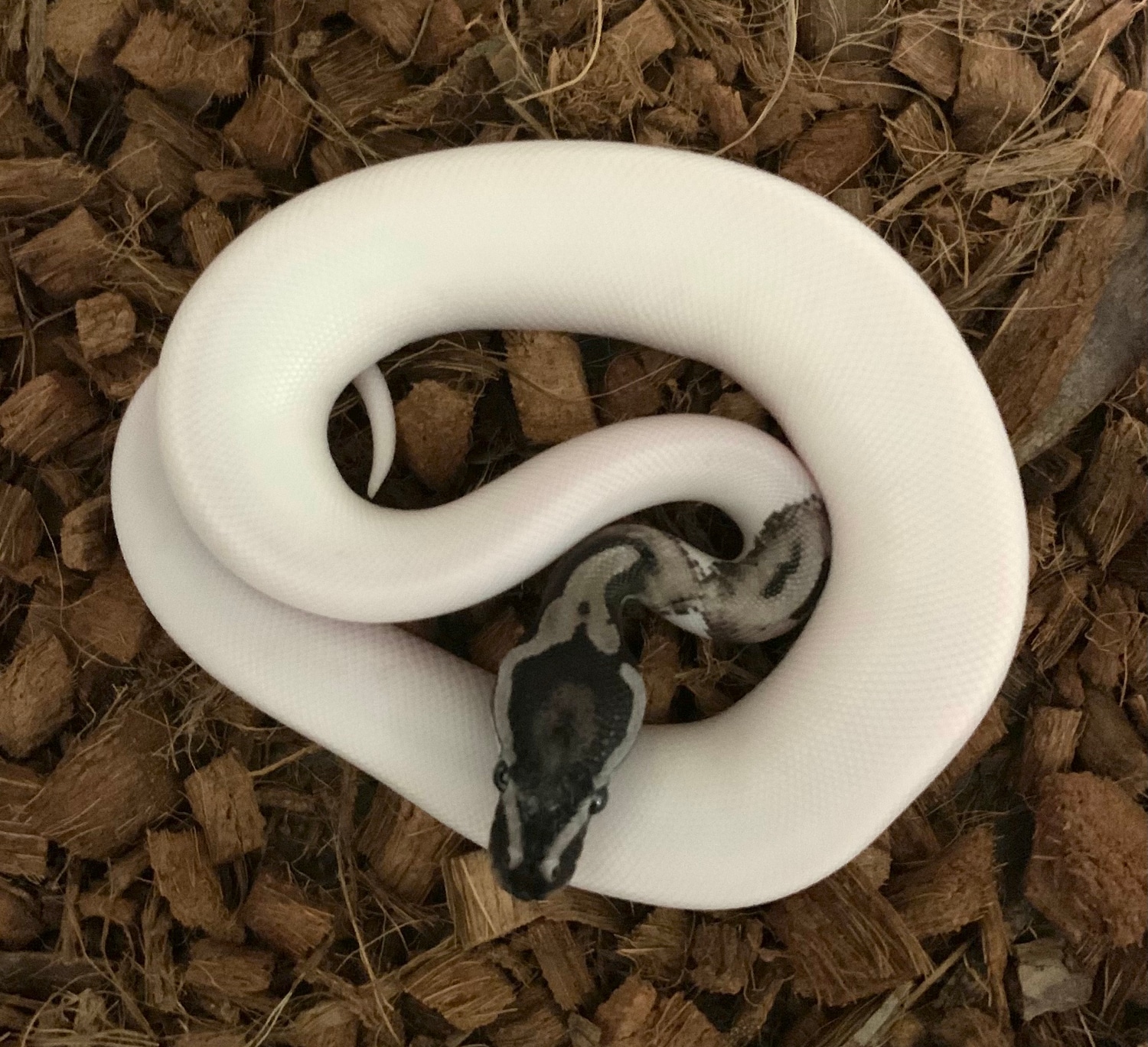 VPI Axanthic Pied Ball Python by South Island Reptiles - MorphMarket