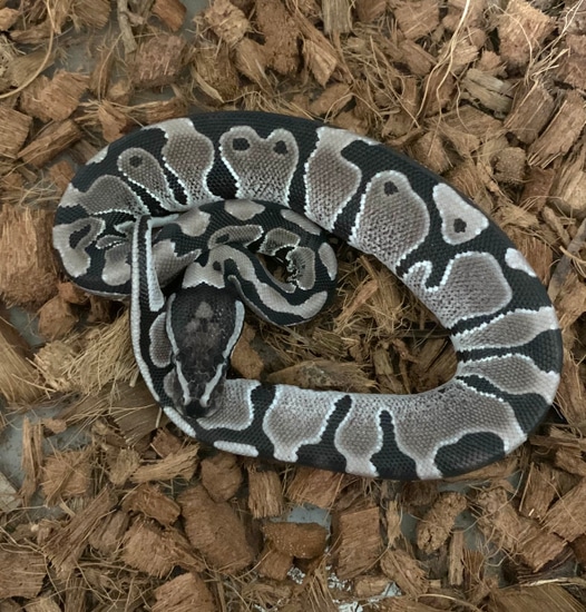 VPI Axanthic Het Pied Ball Python by South Island Reptiles
