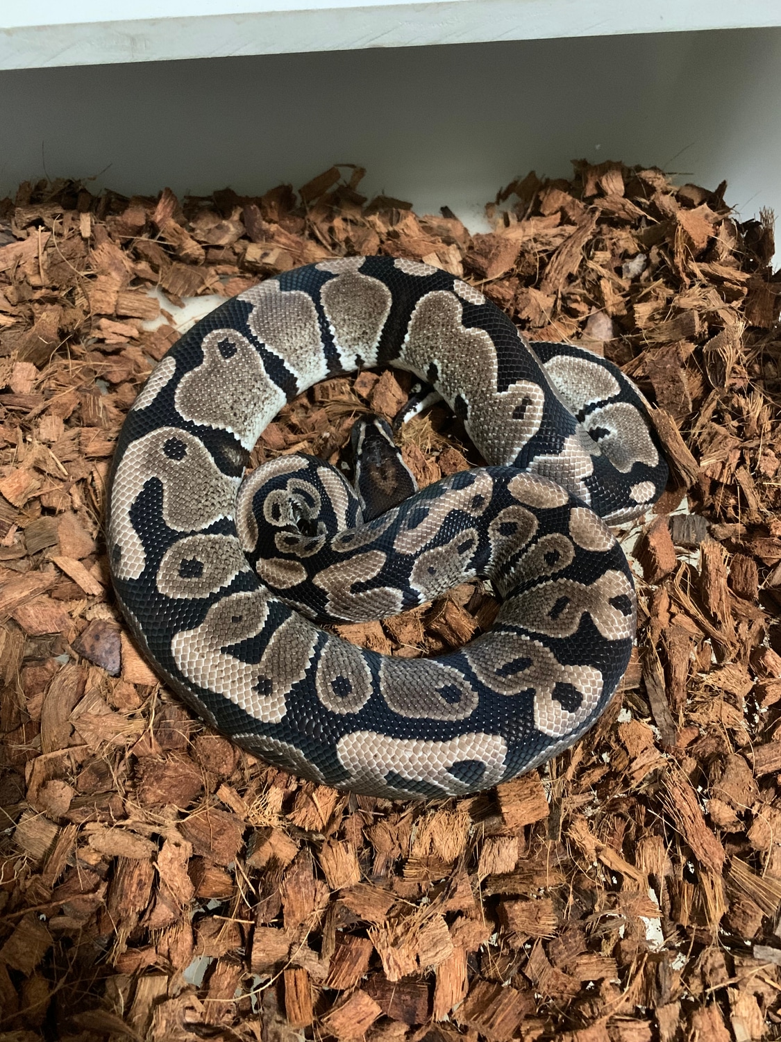 Axanthic VPI Het Pied Ball Python by South Island Reptiles - MorphMarket