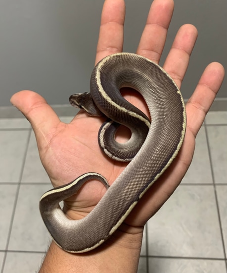 GHI Mojave Het Pied Ball Python by South Island Reptiles