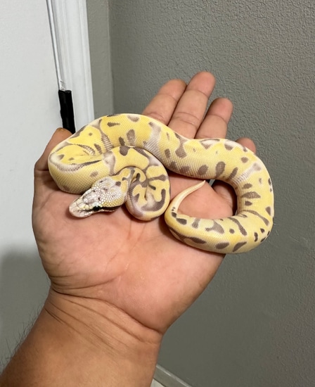 Leopard Enchi Fire Super Pastel DG Ball Python by South Island Reptiles