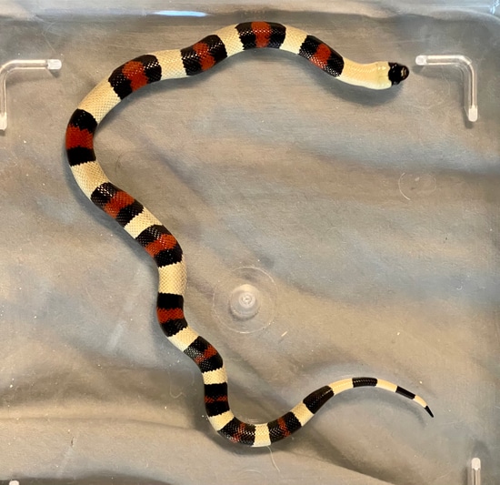 Zapotitlan Basin Sock Head Pueblan Pair Pueblan Milk Snake by Palomar ...