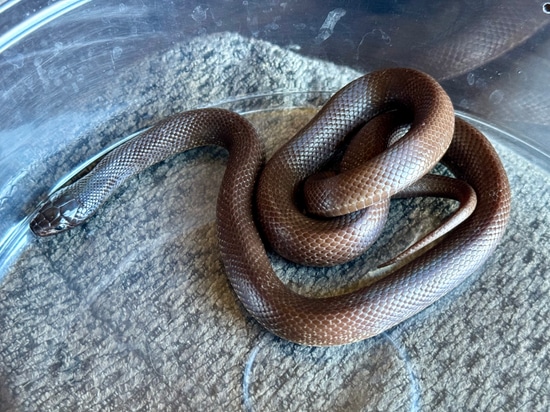 Patternless/Striped Nitida Baja Cal King Pair California Kingsnake by ...