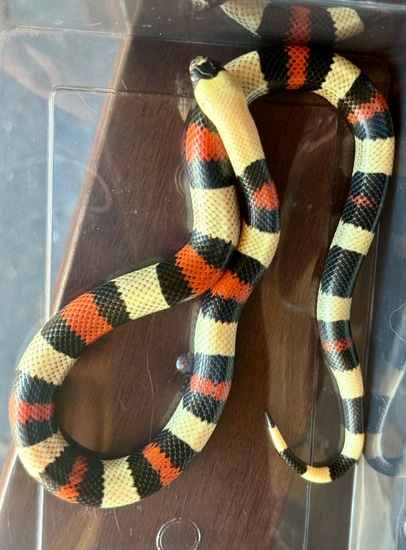 1.1 Yearling Zapotitlan Basin Sock Head Pueblans Pueblan Milk Snake by ...