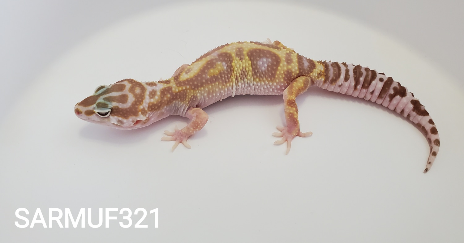 Super Giant (Godzilla Line) Leopard Gecko by Siren Song Exotics ...