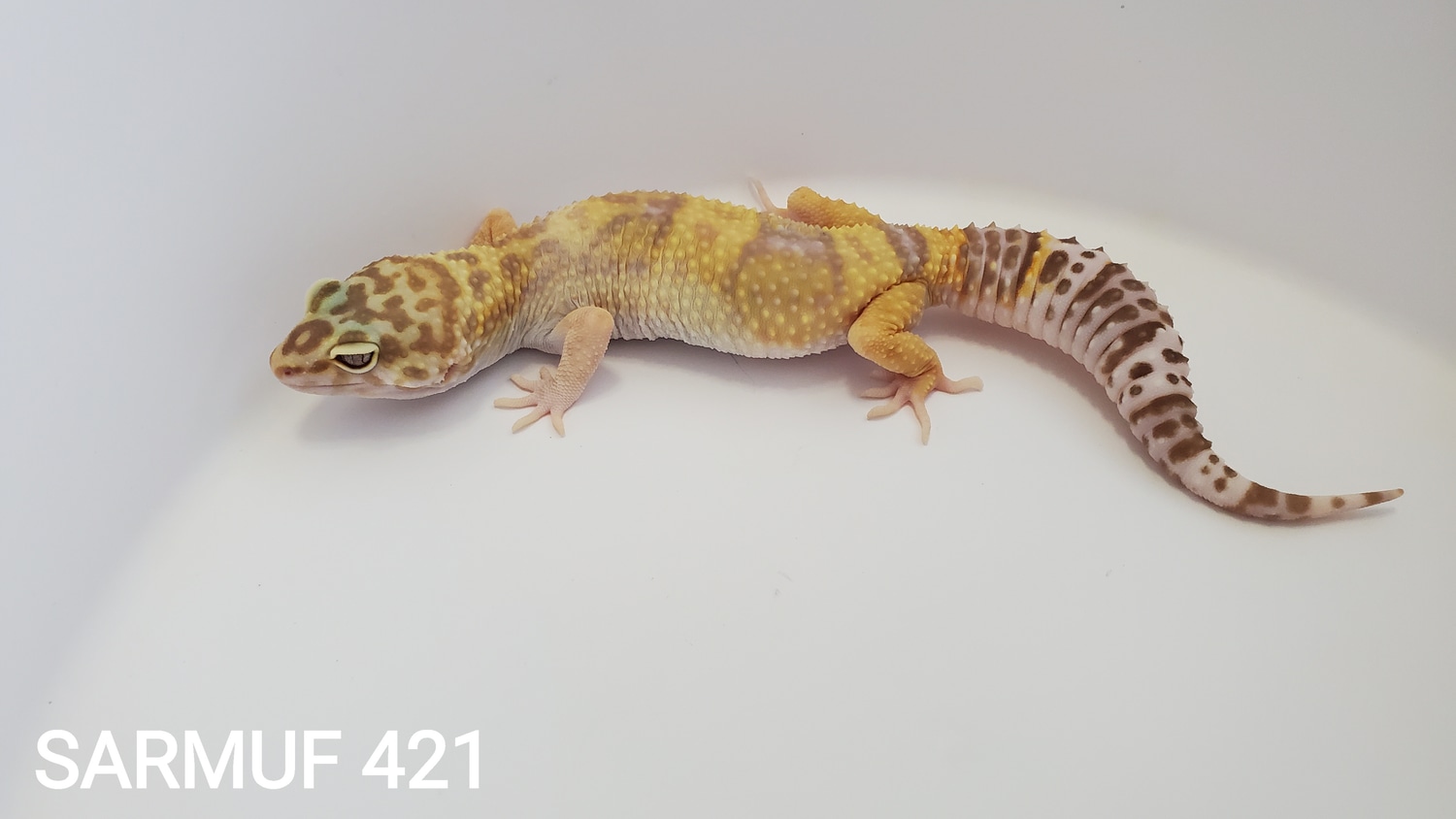Super Giant (Godzilla Line) Leopard Gecko by Siren Song Exotics ...