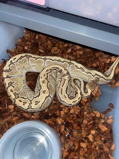 Cinnamon Lesser Pinstripe (RTB) Ball Python by Detention Exotics