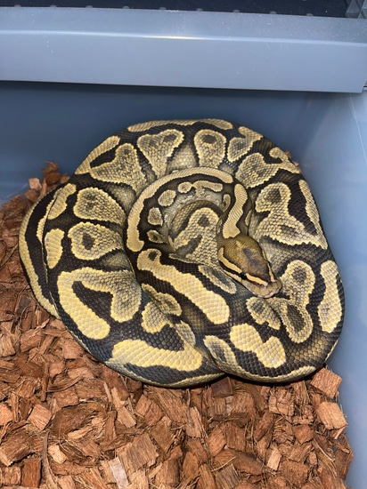 Granite Yellow Belly Ghost Ball Python by Detention Exotics