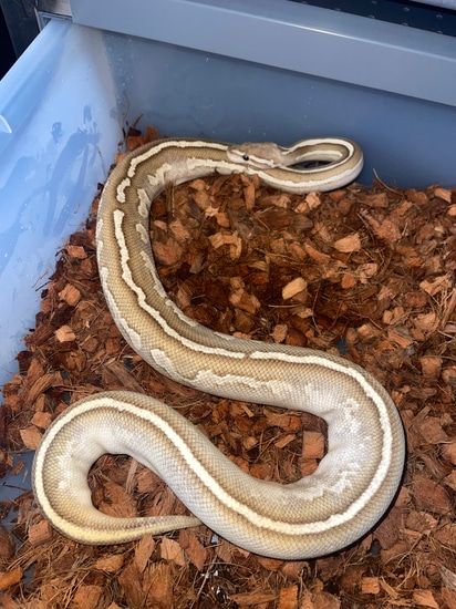 Cinnamon Fire Lesser Granite (RTB) Ball Python by Detention Exotics