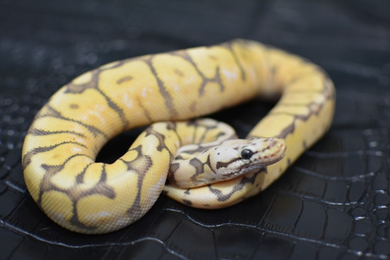 Killer Bee Yellow Belly 50% Het Clown Ball Python by Detention Exotics