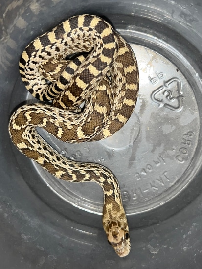 San Diego Gopher X Christmas Mountain Gopher Gopher Snake by Miner’s ...
