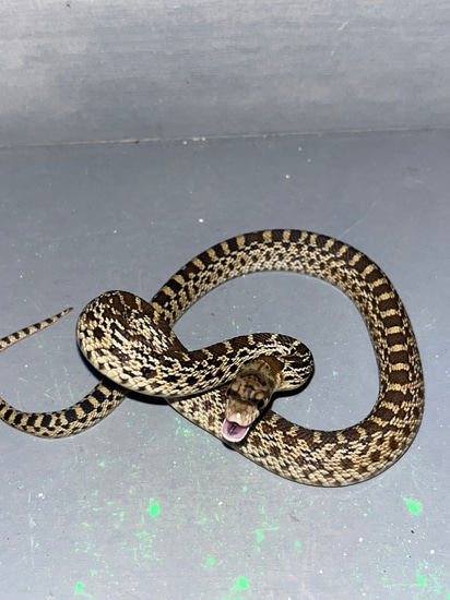San Diego Gopher X Christmas Mountain Gopher Gopher Snake by Miner’s ...
