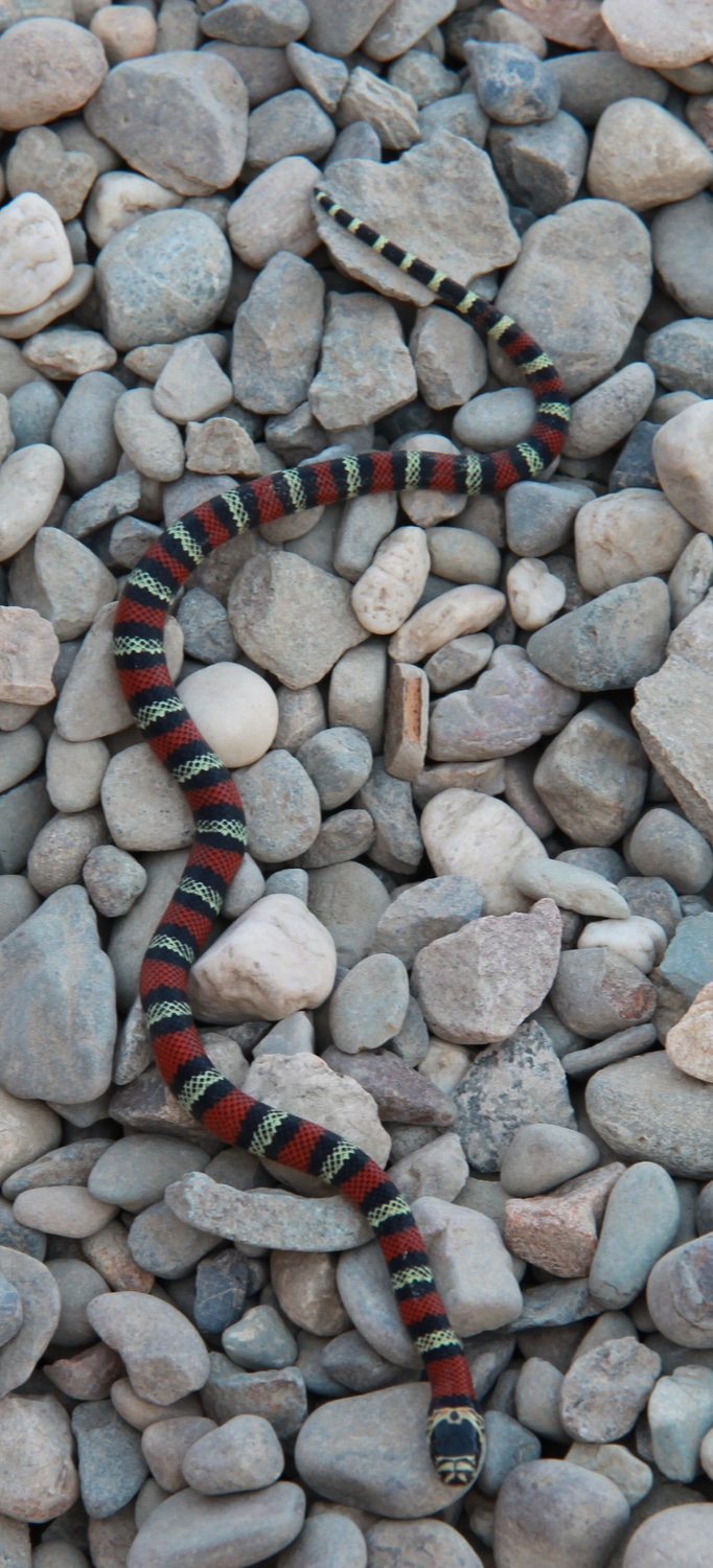 Born Two Weeks Ago. These Are Healthy Little Fellas Andean Milk Snake ...