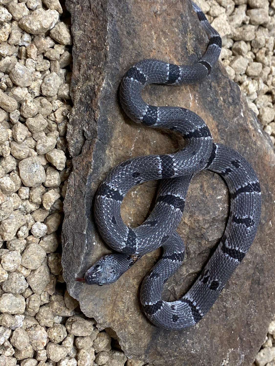 2019 5 Miles East Sanderson Male Gray-banded Kingsnake by Silver State ...