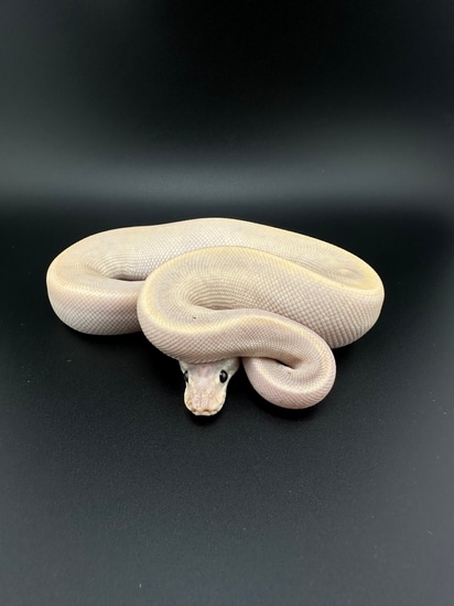 Banana Mojave GHI Pewter YB Ball Python by Six String Serpents