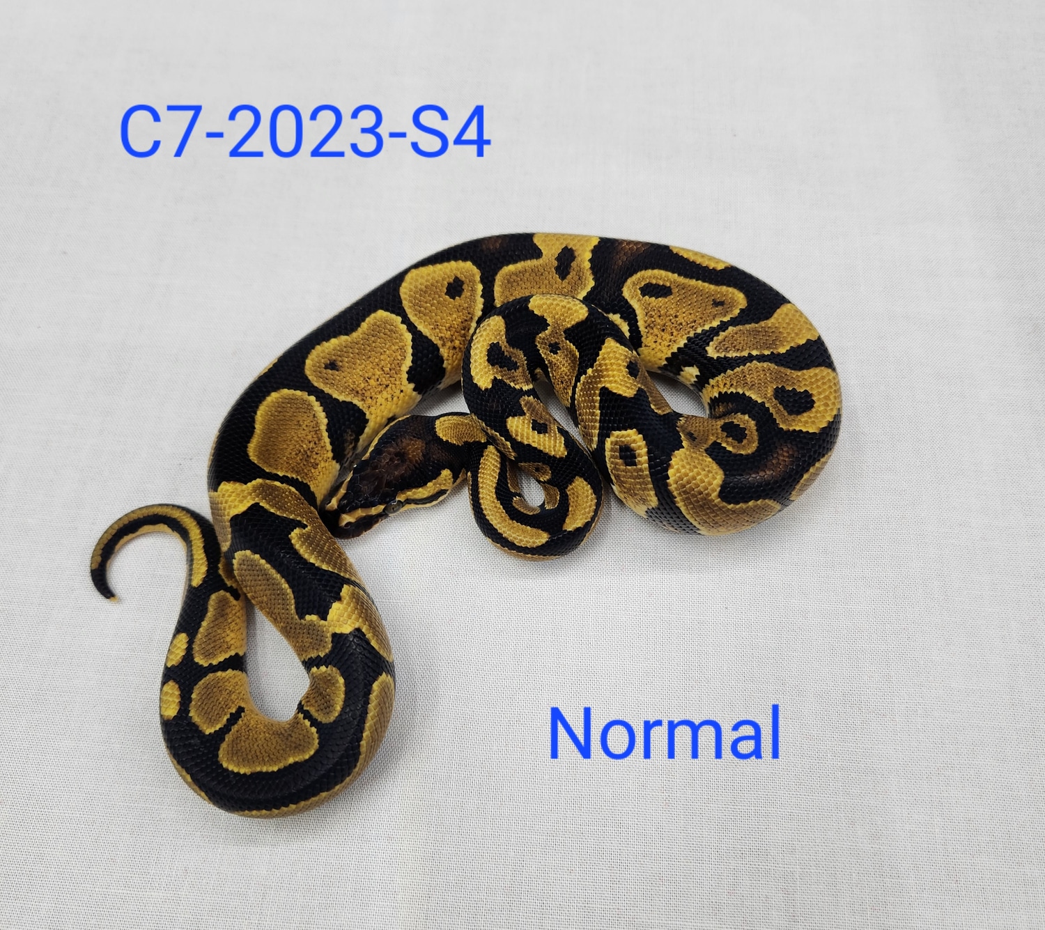 Normal Ball Python by Sizl'an Serpents - MorphMarket