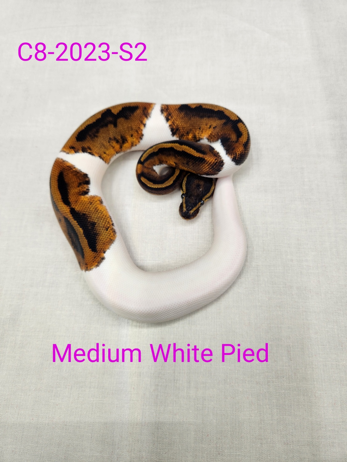 Pied Ball Python by Sizl'an Serpents - MorphMarket