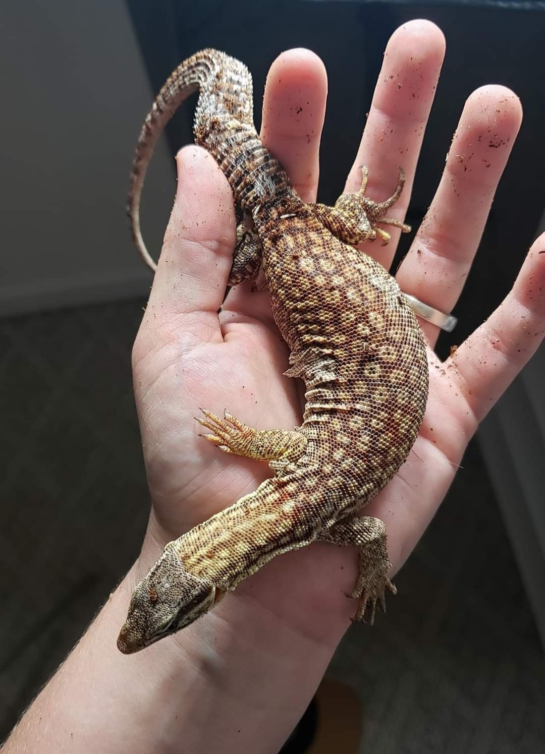 Female Yellow Ackie Other Monitor by Twisted Reptiles - MorphMarket
