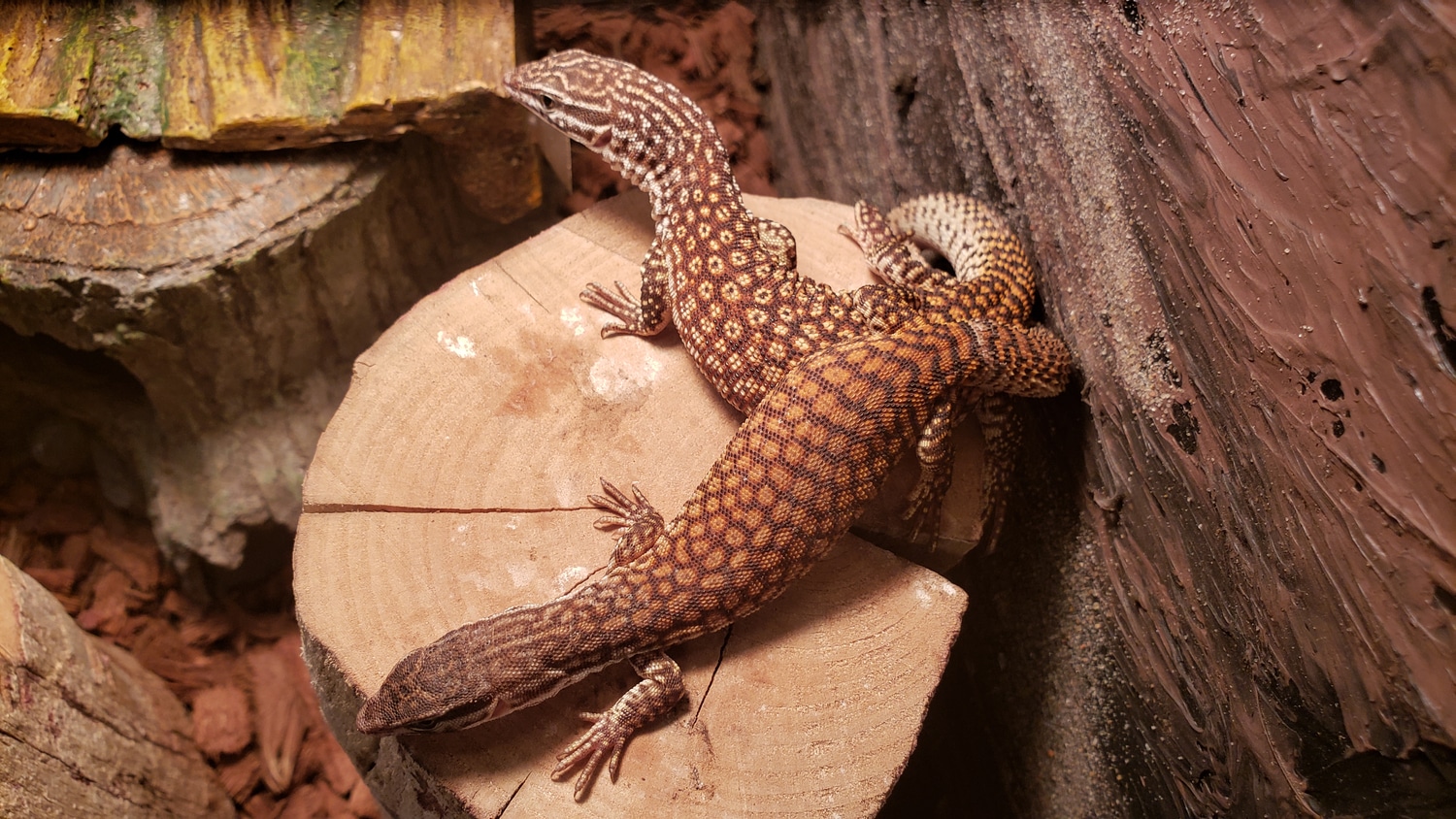 Rare Earth Red Ackies Spiny-Tailed Monitor by Twisted Reptiles ...