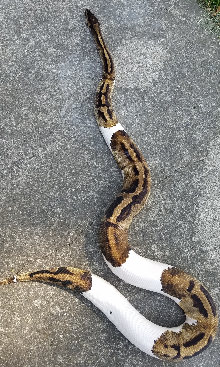 Pied Smiley Face Ball Python by Twisted Reptiles - MorphMarket