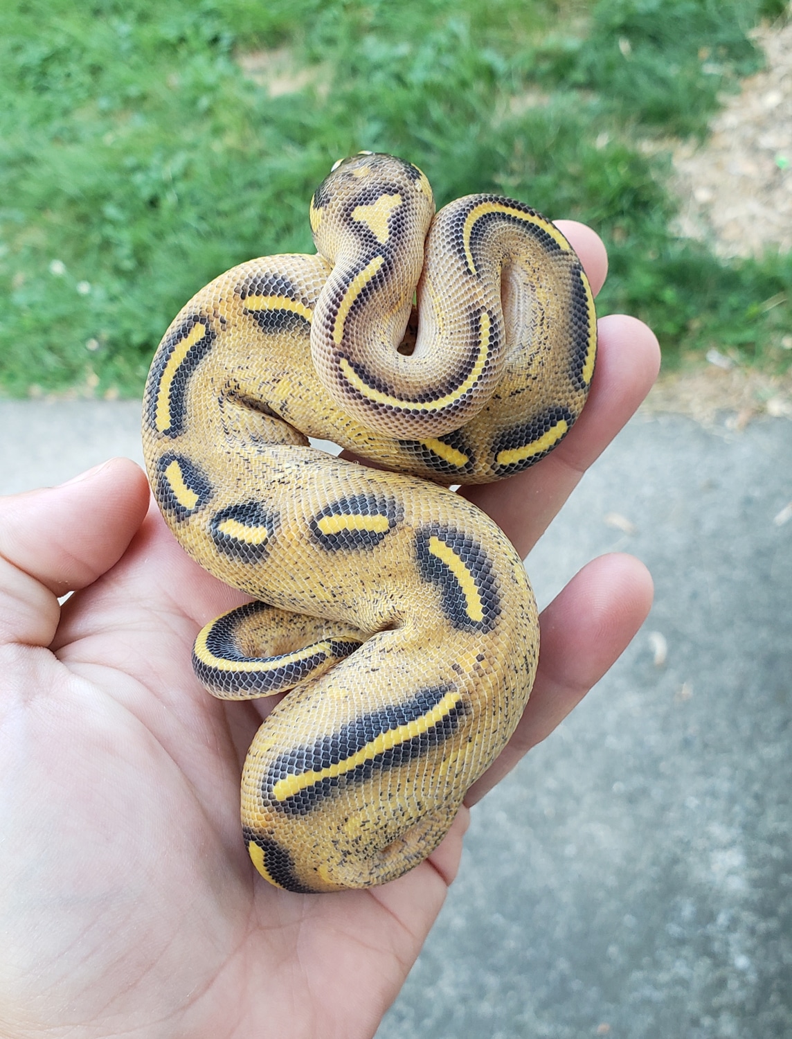 Highway Ball Python by Twisted Reptiles - MorphMarket