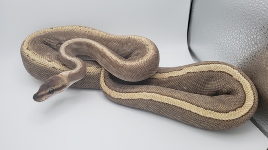 GHI Lesser Pinstripe Pos Het Pied Ball Python by Twisted Reptiles