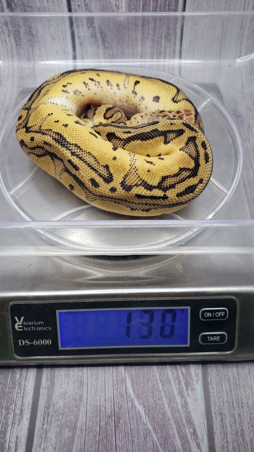 SALE Pastel Clown Ball Python by Twisted Reptiles - MorphMarket