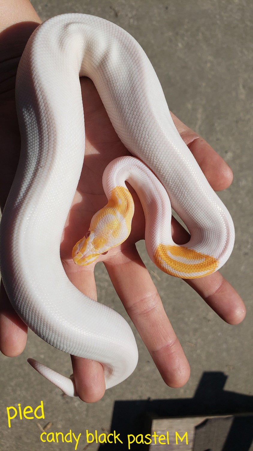 Free Shipping Candy Black Pastel Pied Ball Python by Twisted Reptiles ...