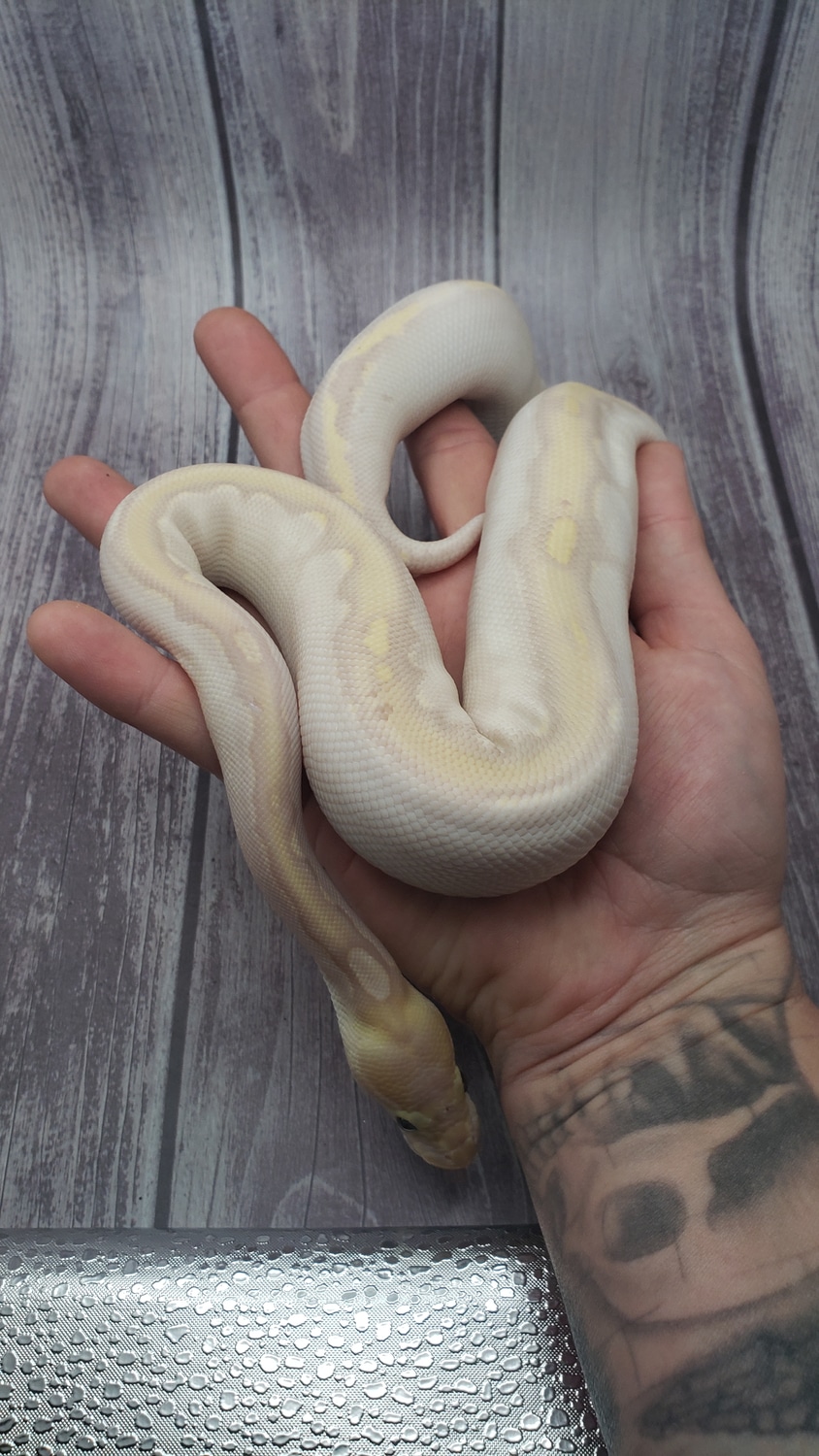 Bamboo Calico Pastel Black Pastel Enchi Banana Ball Python by Twisted ...