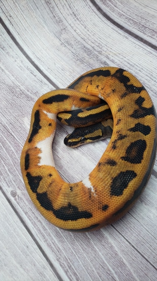 GeneX Leopard Pied Ball Python by Twisted Reptiles