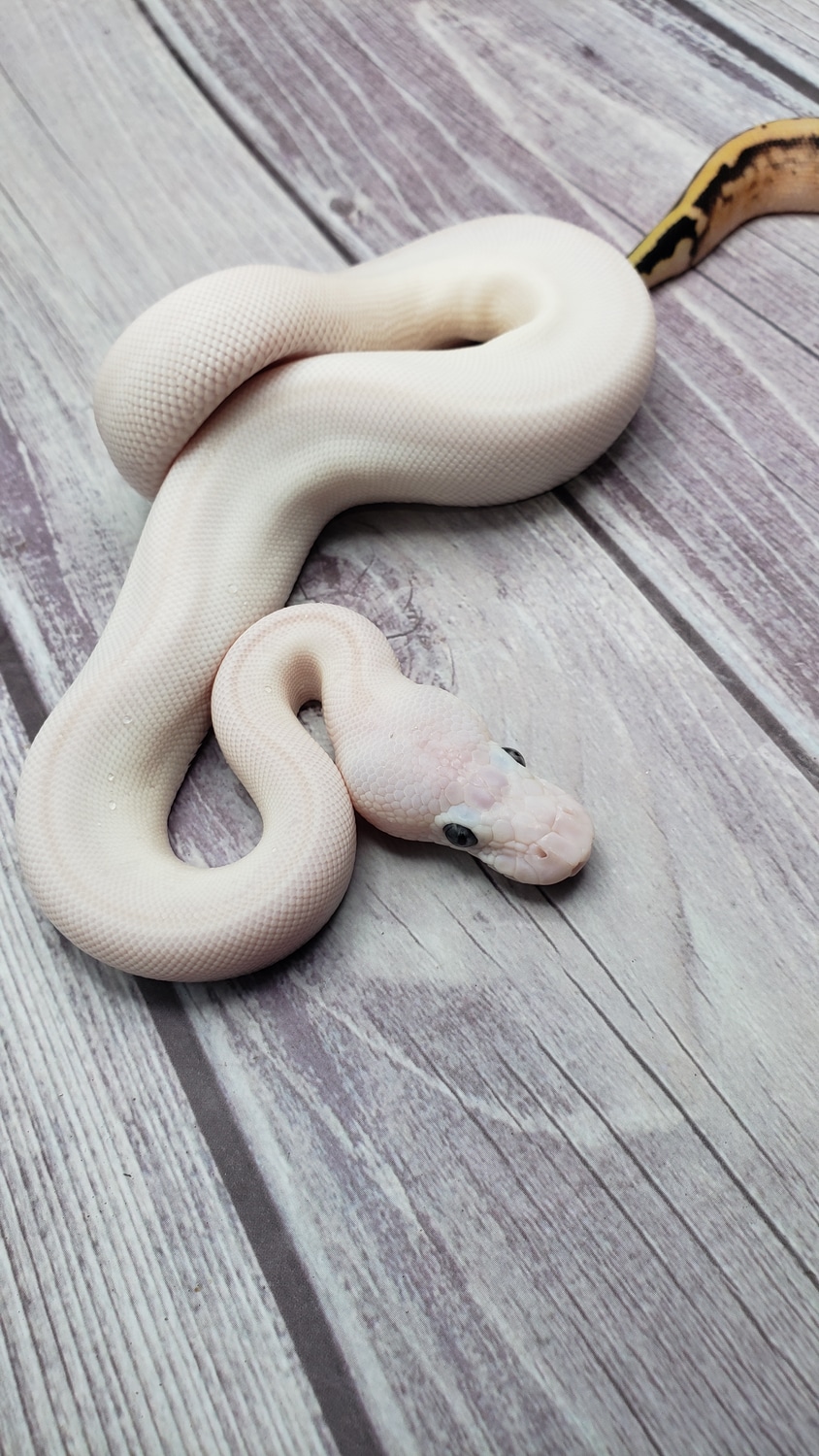 Blue Eye Lucy Possible Ghi + Pinstripe Ball Python by Twisted Reptiles ...