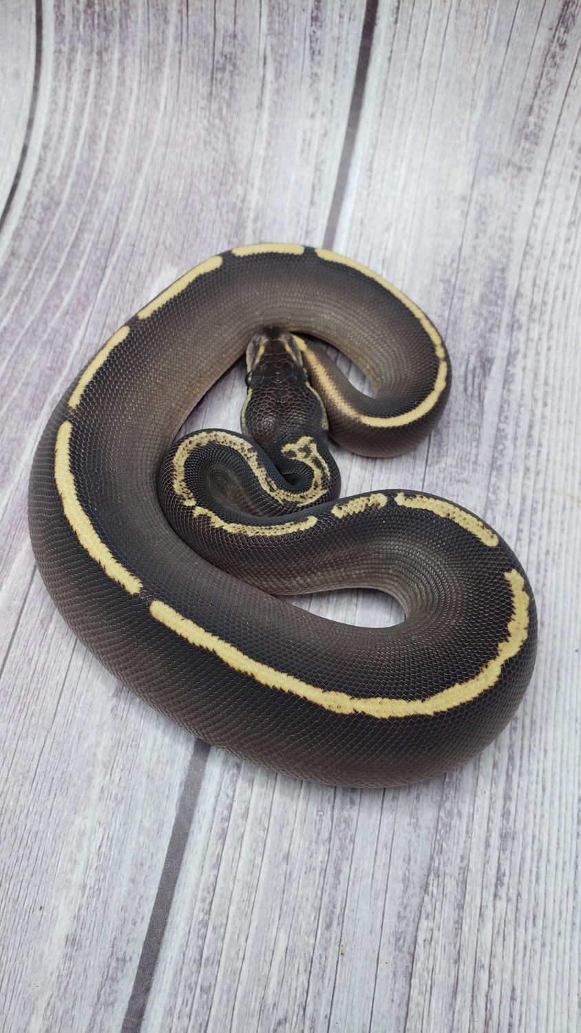 Super Ghi Mojave Yb Gravel Enchi Ball Python by Twisted Reptiles ...